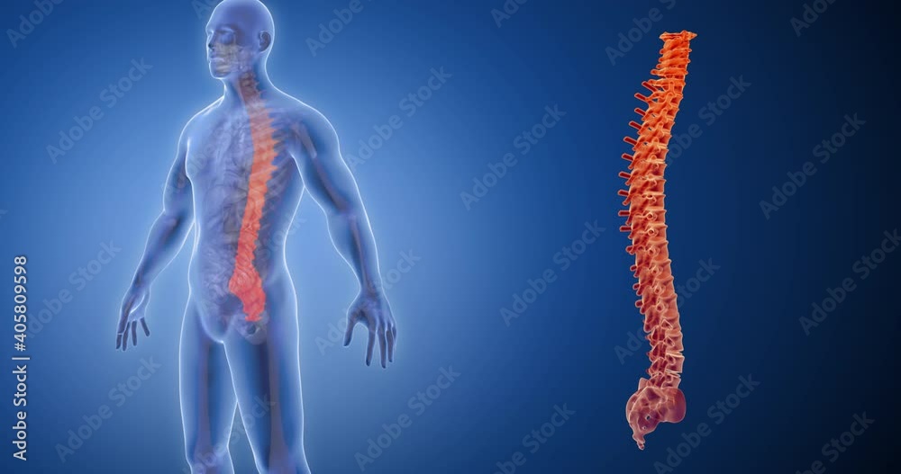 Spine, spinal cord x-ray style, internal organs 3D render, anatomy of ...