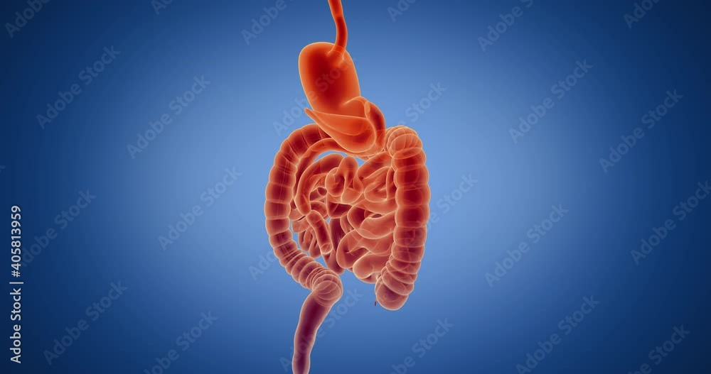 Intestines, large intestine, small intestine, intestinal tract, bowels ...