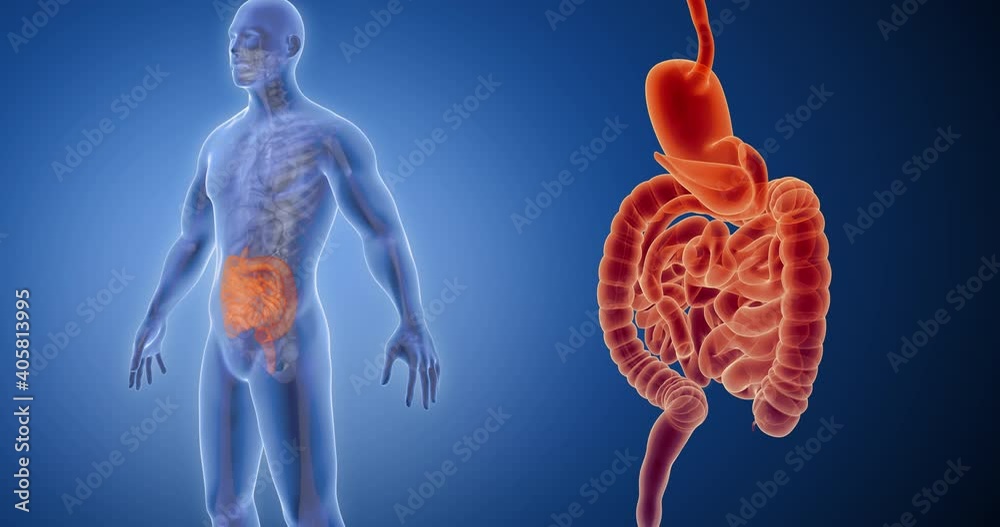 Intestines, large intestine, small intestine, intestinal tract, bowels ...