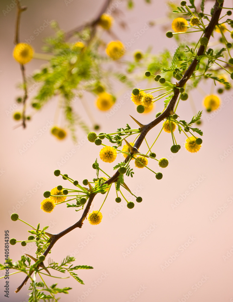 Acacia erioloba Desierto Namib Namibia Africa Stock Photo | Adobe Stock