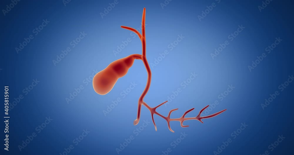 Gall bladder x-ray style, internal organs 3D render, anatomy of the ...