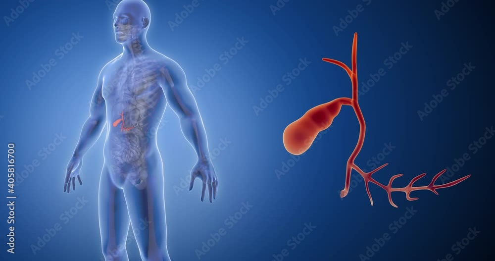 Gall bladder x-ray style, internal organs 3D render, anatomy of the ...