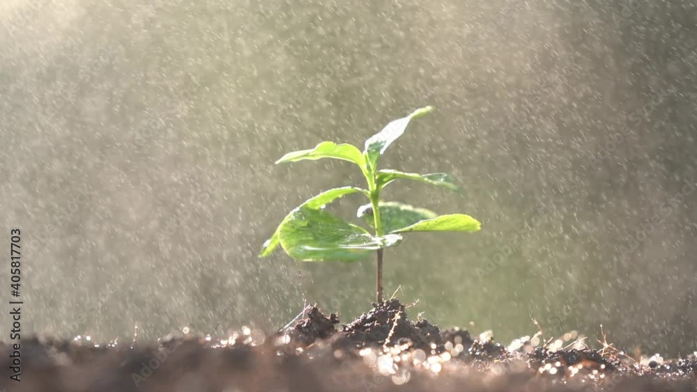 Coffee trees reborn in the farmland A soft morning sun shines on the ...