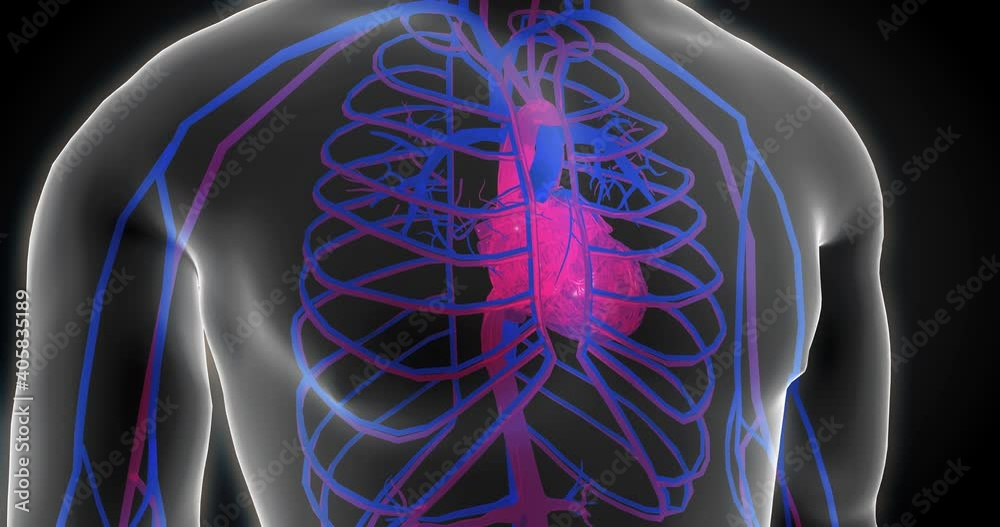 heart pulse 3D , heart scan, human body scan, heart scan, medical ...