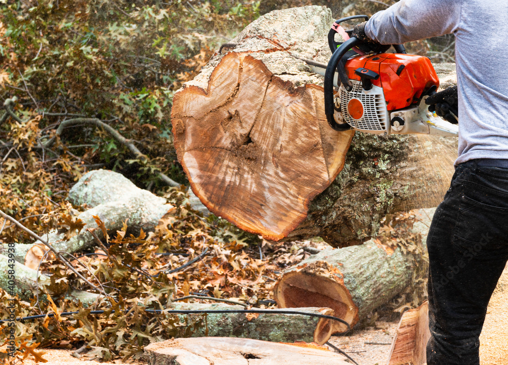Red chainsaw cutting up large tree that fell on power lines during ...