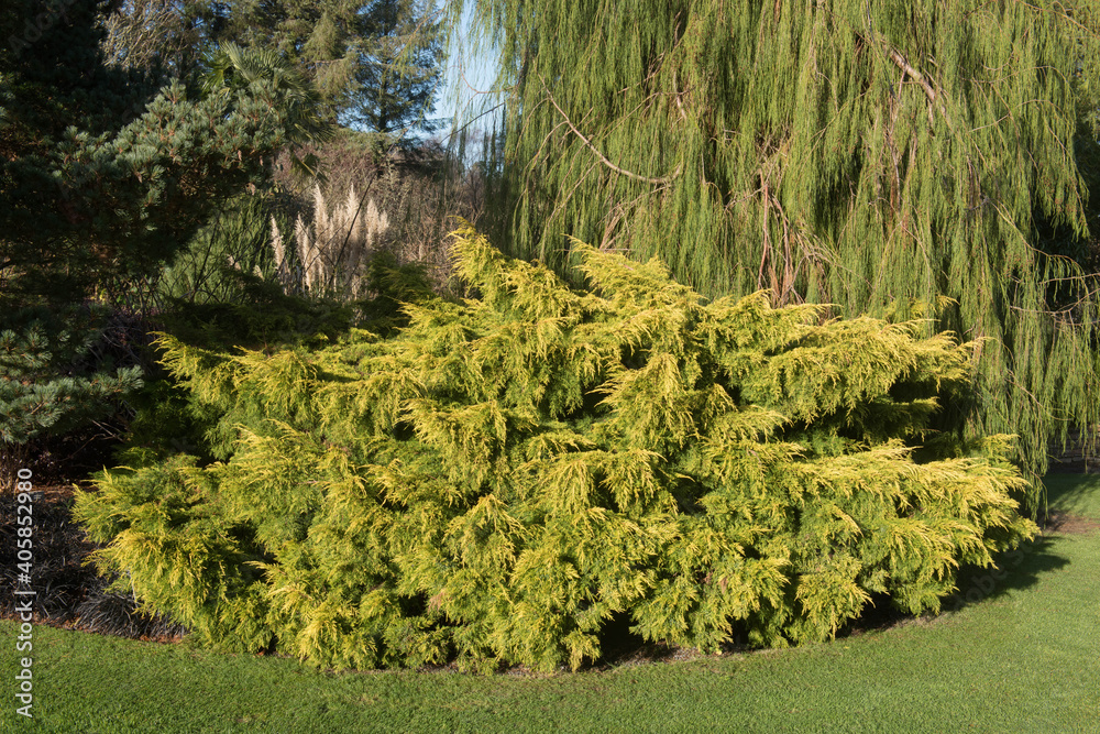 Golden Foliage of an Evergreen Juniper Shrub (Juniperus x pfitzeriana ...