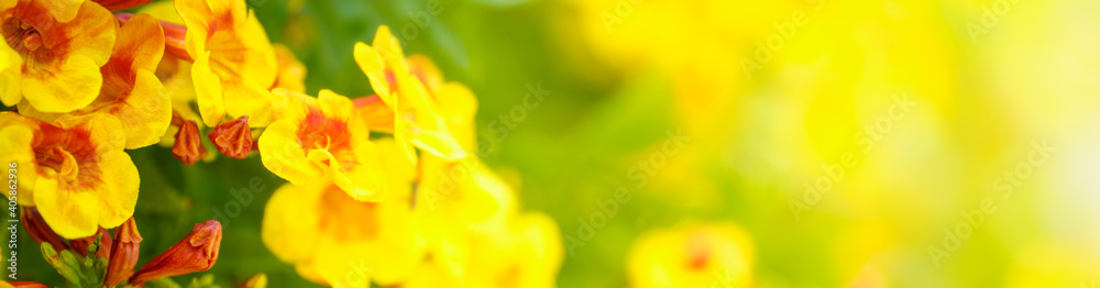 Nature of flower in garden using as cover page background natural flora ...