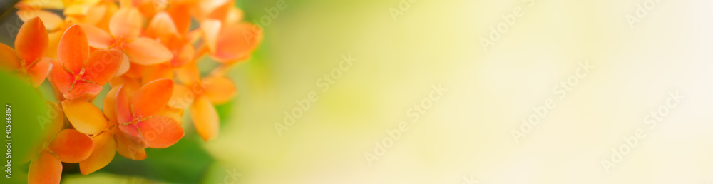 Nature of flower in garden using as cover page background natural flora ...