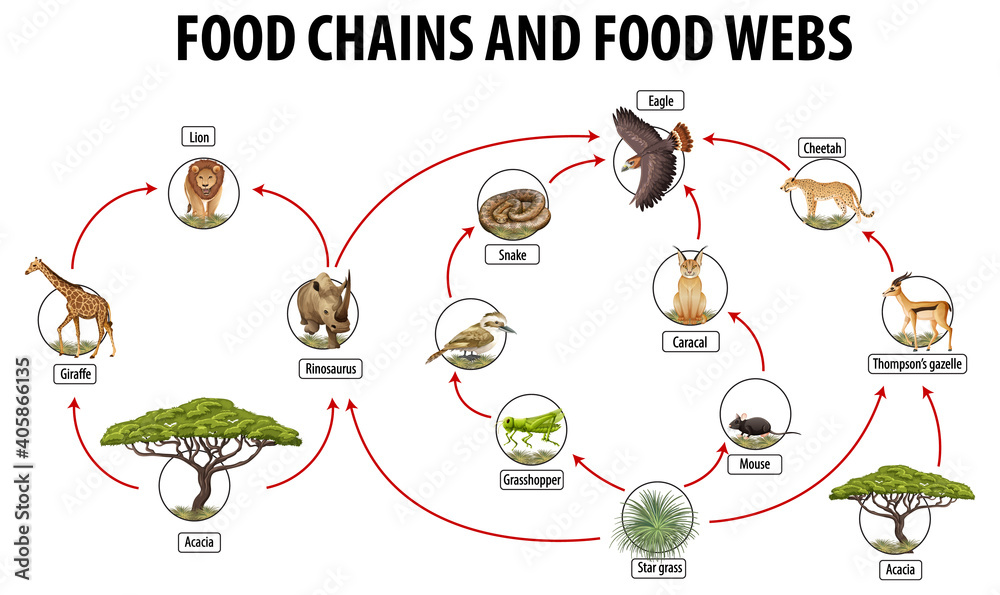 Education poster of biology for food webs and food chains diagram Stock ...