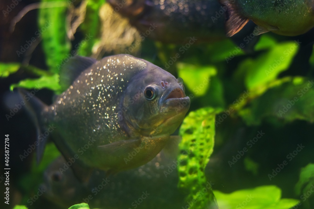 Red-bellied piranha, famous wild species, popular and extremely ...