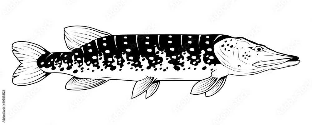Northern Pike Fish Coloring Page Sketch Coloring Page