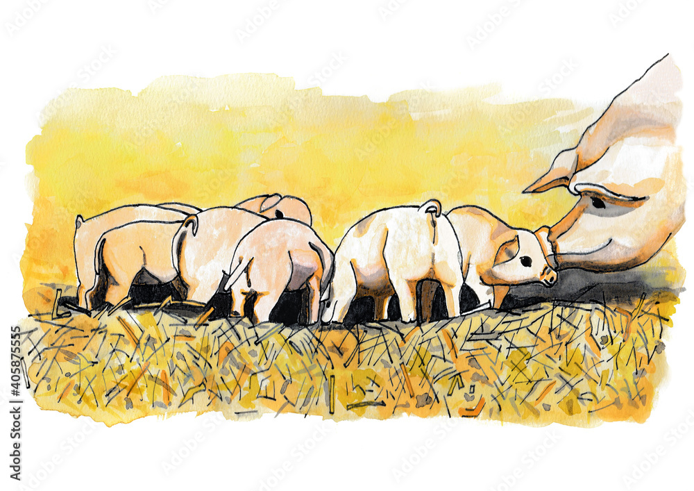 Real watercolor shows piglets eating. The piglets are in a pile of ...
