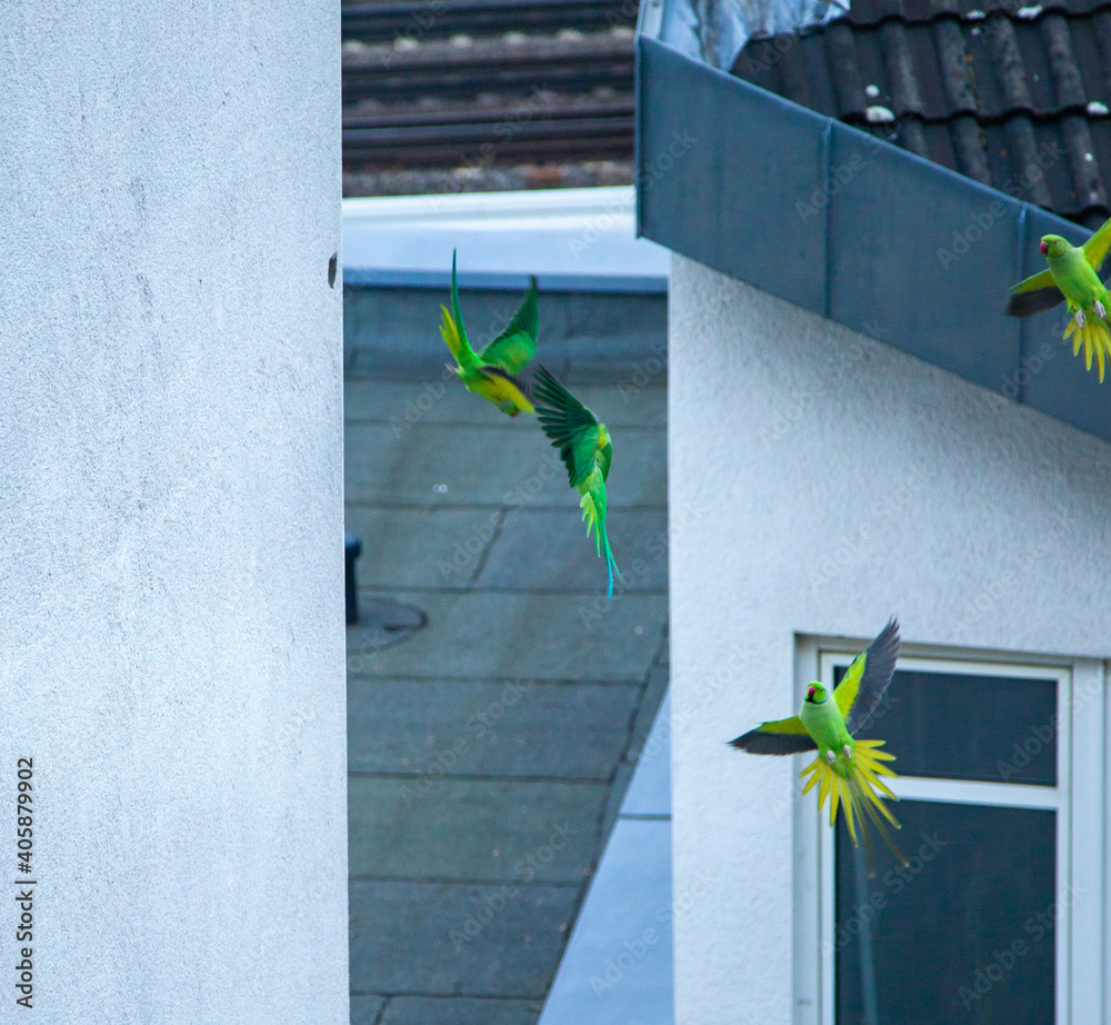 these wild parrots in cologne city are pretty uncommon to see its not ...