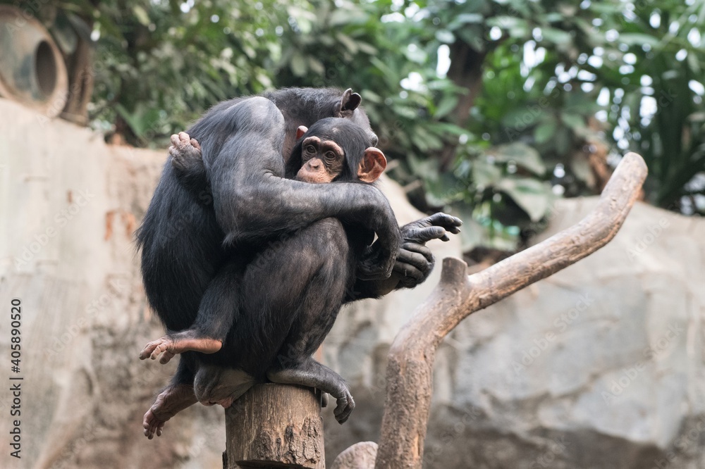 Mutterliebe - Schimpansen Mutter mit Naschwuchs im Leipziger Zoo Stock ...