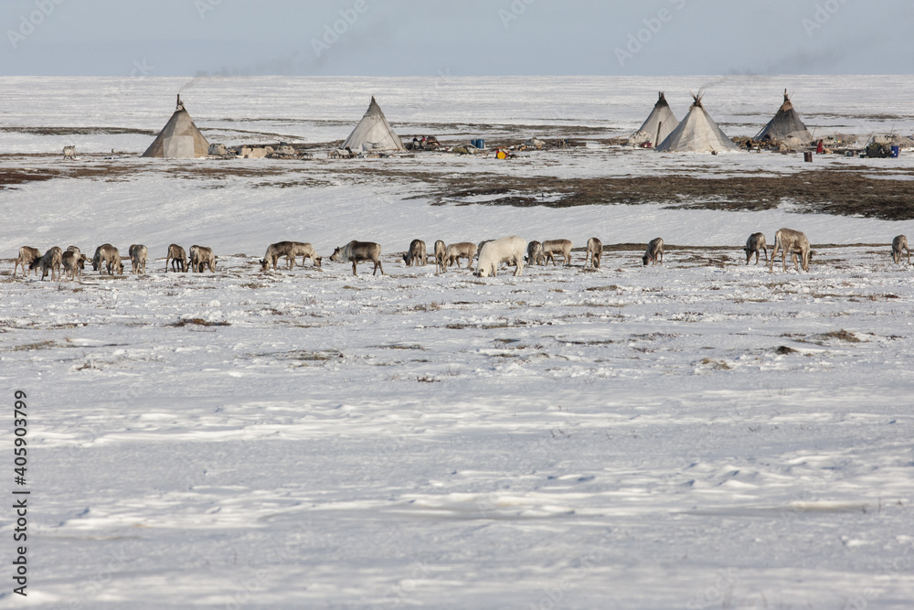 Ethnography. Houses of the Arctic tundra. Indigenous peoples of the ...