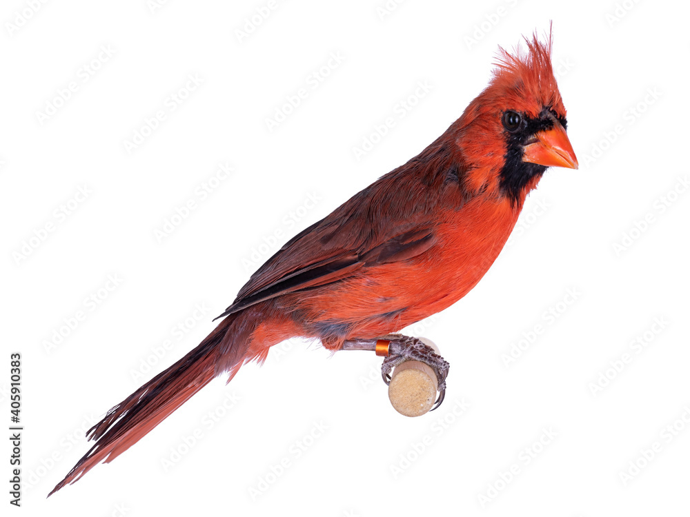 Male Northern Cardinal aka Cardinalis cardinalis bird, sitting on ...
