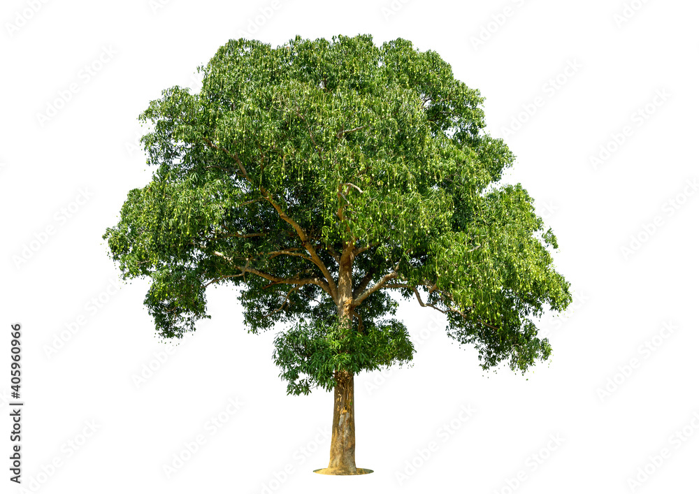 Trees isolated on white background, tropical trees isolated used for ...