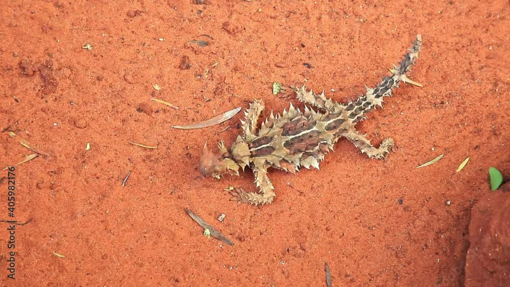 Thorny devil, Moloch horridus, walks on red sand in Desert Park at ...