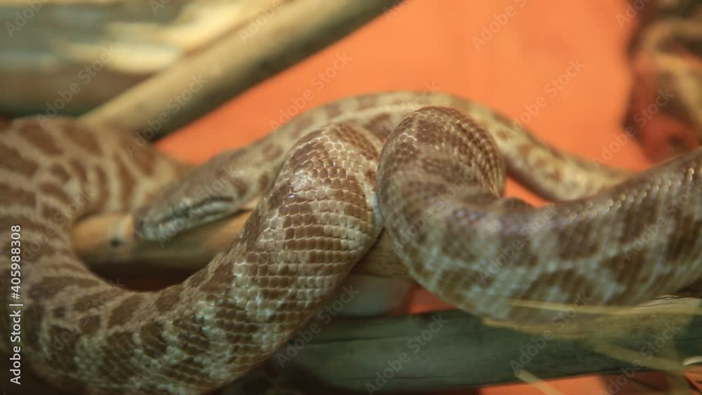 Stimson's python snake. Antaresia stimsoni species, is an Australian ...