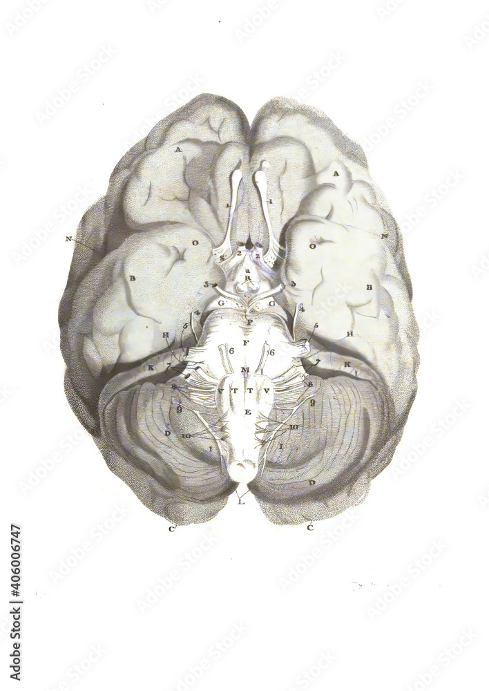 Structure of a human brain from an atlas of human anatomy isolated on a ...