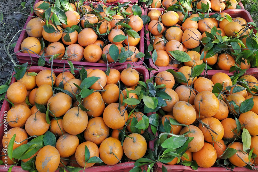The orange is the fruit of various citrus species in the family ...