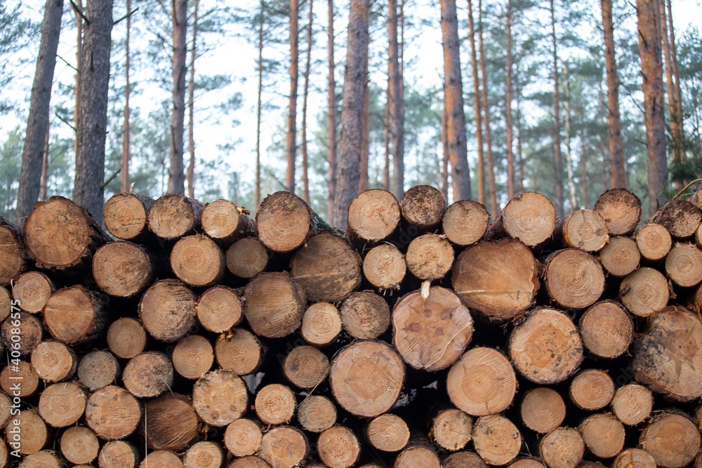 cut trees Wood texture background deforestation Stock Photo | Adobe Stock