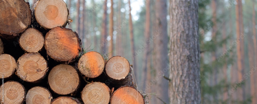 cut trees Wood texture background deforestation Stock Photo | Adobe Stock
