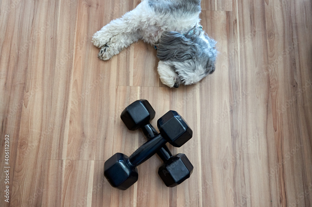 Gym: Dog and dumbbells Stock Photo | Adobe Stock