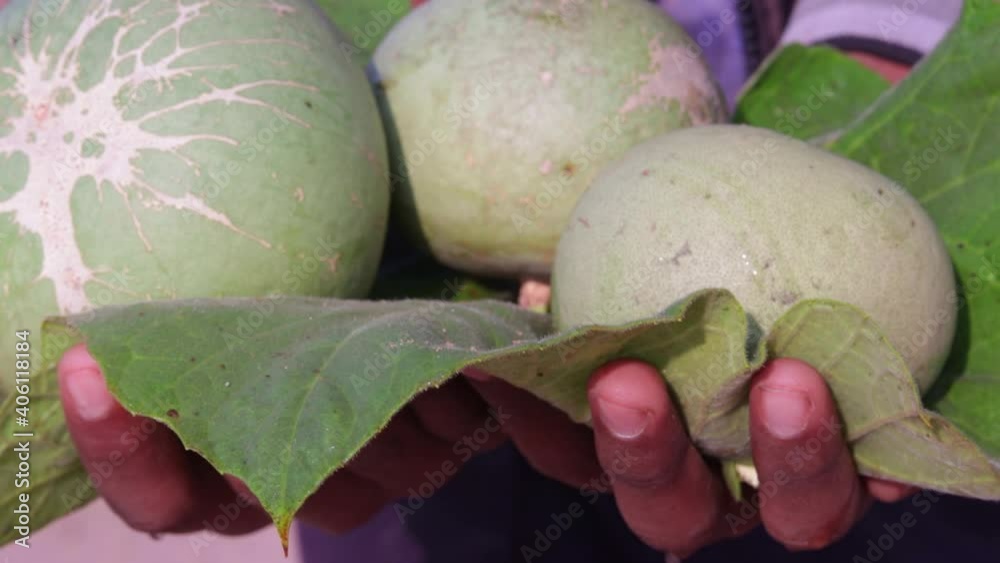Indian Bael fruit close up view hd video quality,diarrhea, intestinal ...