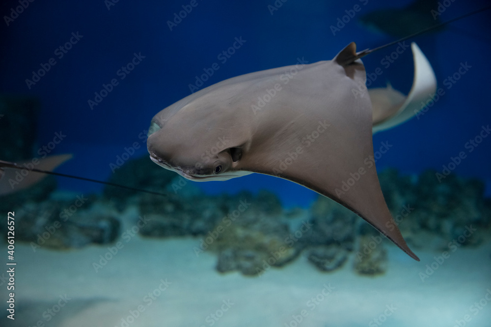 cownose ray swimming in the water, fish underwater in the aquarium ...