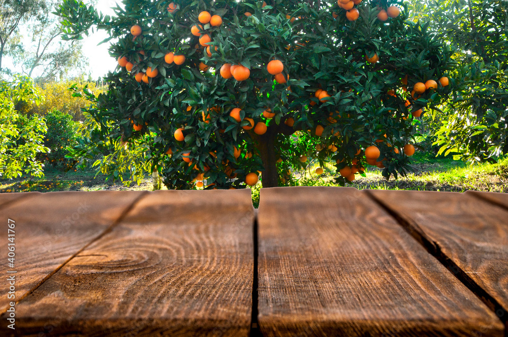 Empty wood table with free space over orange trees, orange field ...