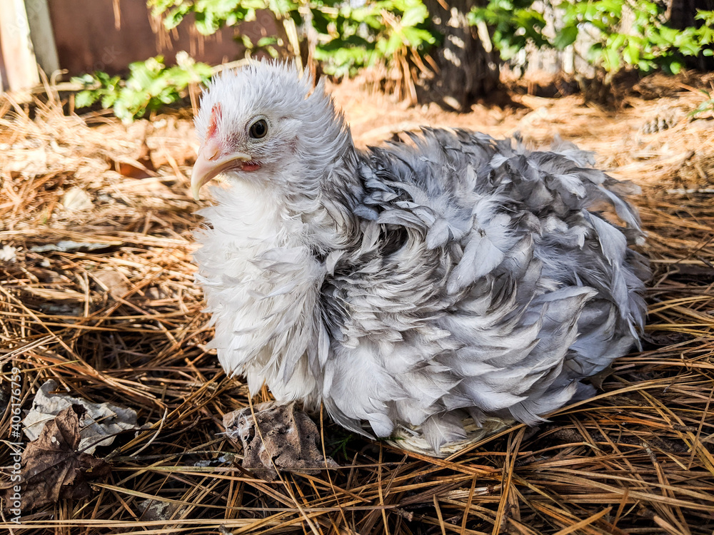 Frizzle Chicken