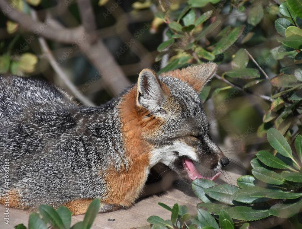 Channel Island Fox Yawning While he is on a Platform Stock Photo ...