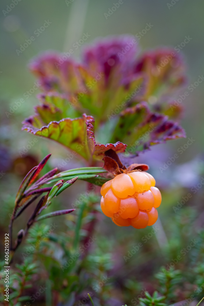 Vertical view of ripe raw cloudberry growing in moss in swamp. Wild ...