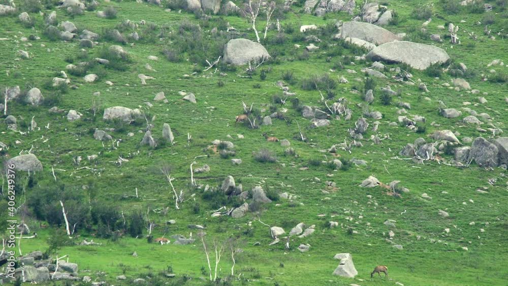 Herd of wild deer on the rocky mountain ridge.Wildlife animal nature ...