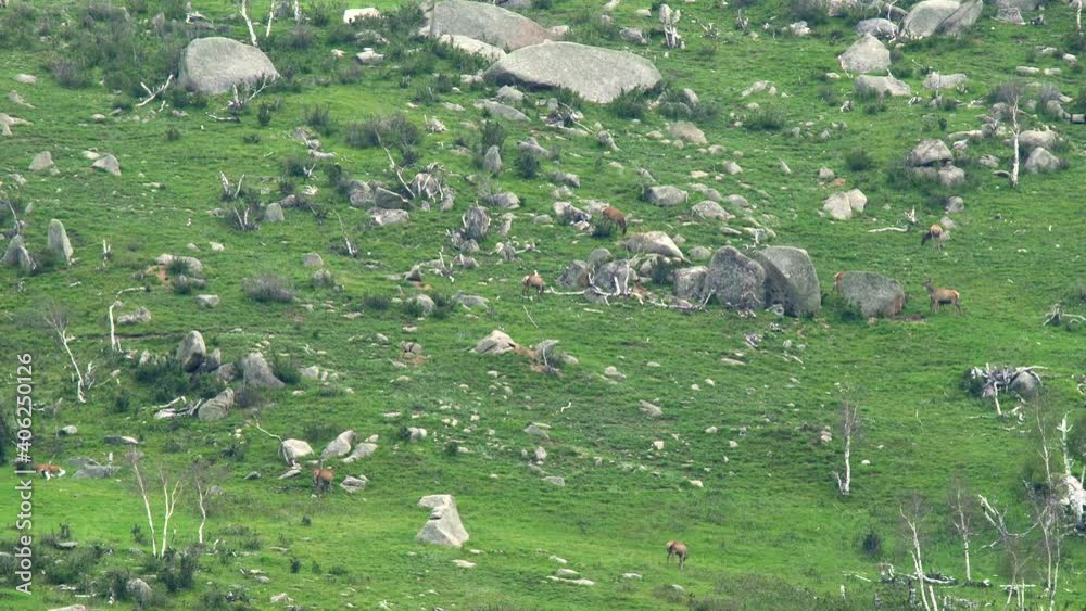 Herd of wild deer on the rocky mountain ridge.Wildlife animal nature ...