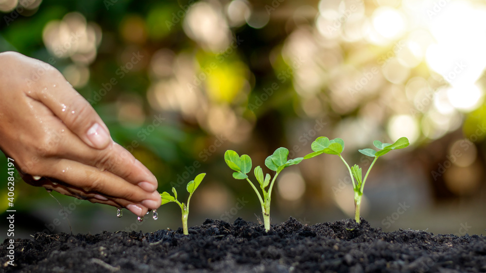 Growing crops on fertile soil and watering plants, including showing ...