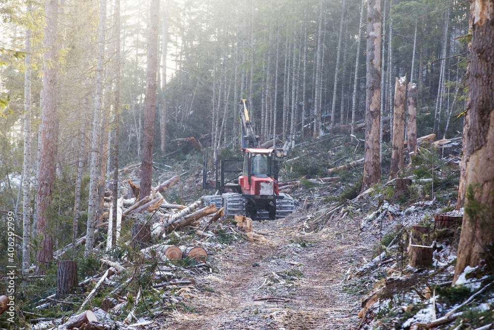 The work of heavy logging equipment in the winter taih. A forwarder ...