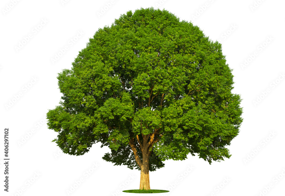Trees isolated on white background, tropical trees isolated used for ...