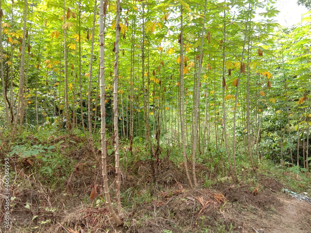 Cassava manioc tapioca plantation field, traditional farm beside the ...