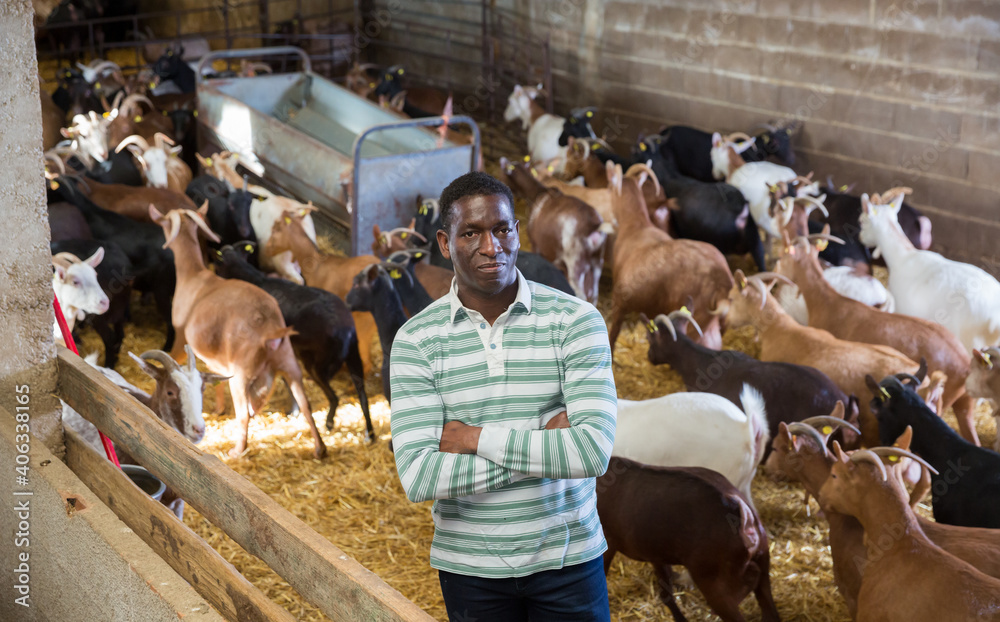 Confident African American man owner of goat farm posing in stall on ...