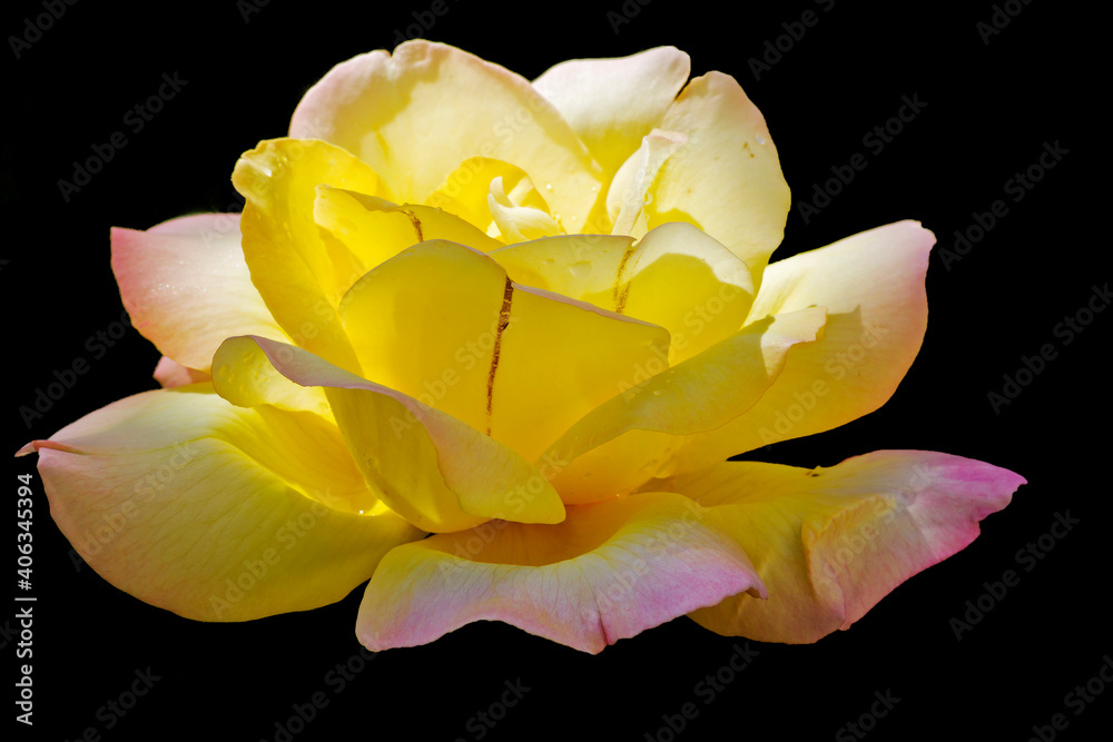 "Gloria Day" rose. It is recognized worldwide as the standard of the ...