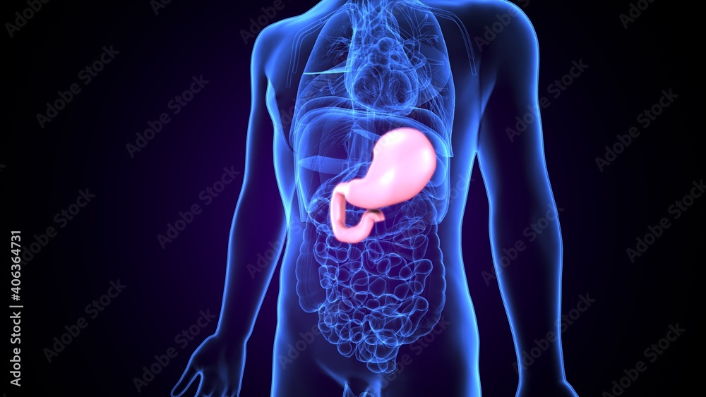 3d illustration of human body digestive system stomach anatomy Stock ...