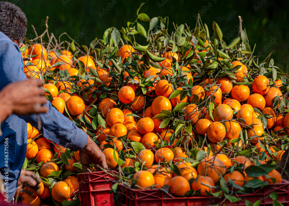 many fresh oranges in bulk for sale in fruit market, The orange is the ...
