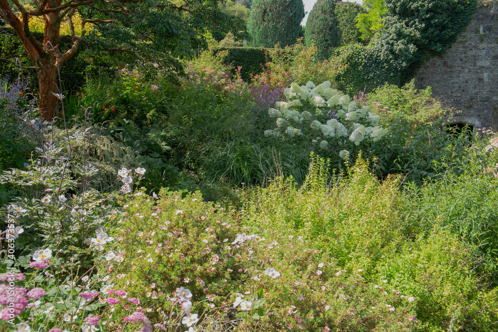 Bursting borders of flowers with the striking hydrangea annabelle ...