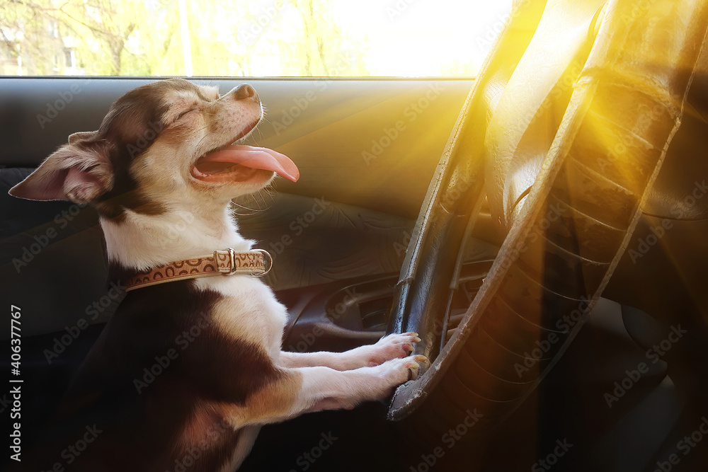 Chihuahua squinting from sun behind wheel of car. Happy cute pet with ...