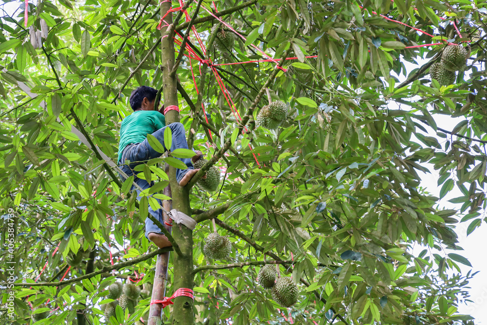 Worker is climbing on durian tree for harvest durian fruits with lush ...