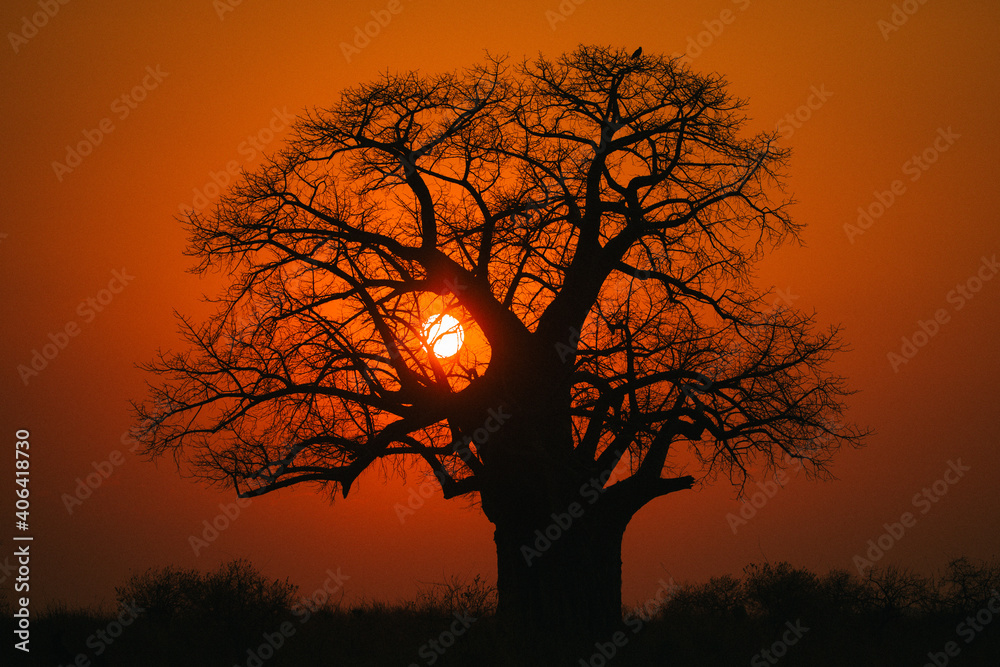Baobab tree on a beautiful African sunset Stock Photo | Adobe Stock