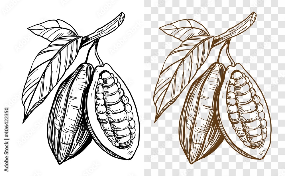 Cocoa bean. Cacao.Hand drawn black outlin on transparent background ...