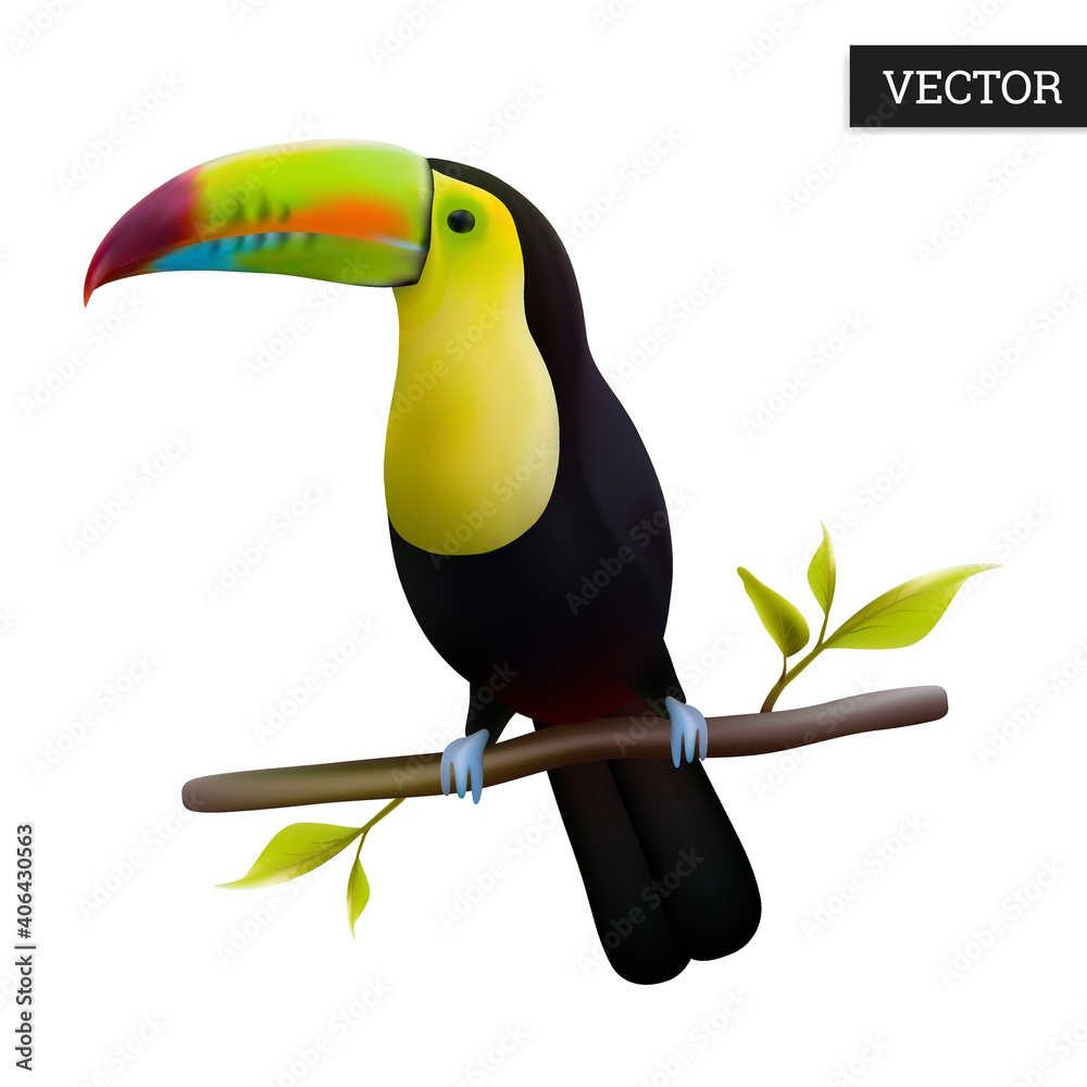 Vecteur Stock Keel-billed Toucan isolated on a white background ...